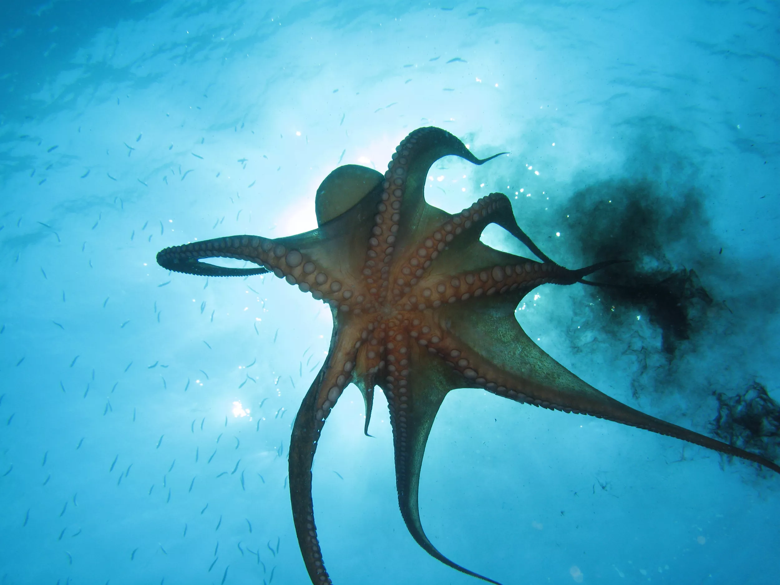 Cephalopod Ink | Shape of Life