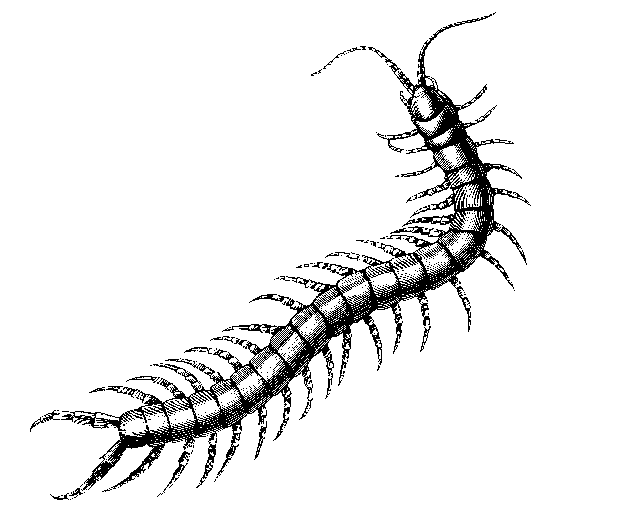 Centipede.png | Shape of Life