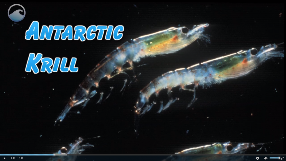 Marine Arthropods' Role in Ecosytem | Shape of Life