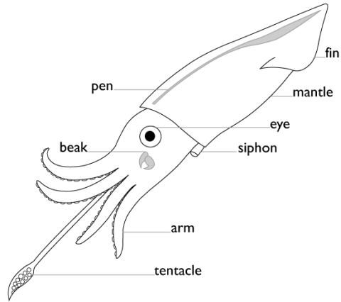 Squid Cephalopod